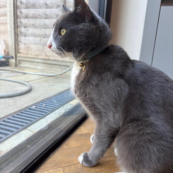 Keiko's MERMAID WHIMSICAL Cape - Cat Costume, Dog Outfit, Gatsby Cape ...