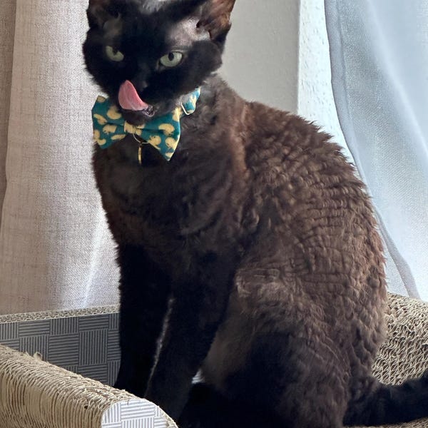 Fish Cat Collar With Bell and Charm, Cute Boy Cat Breakaway Collar ...