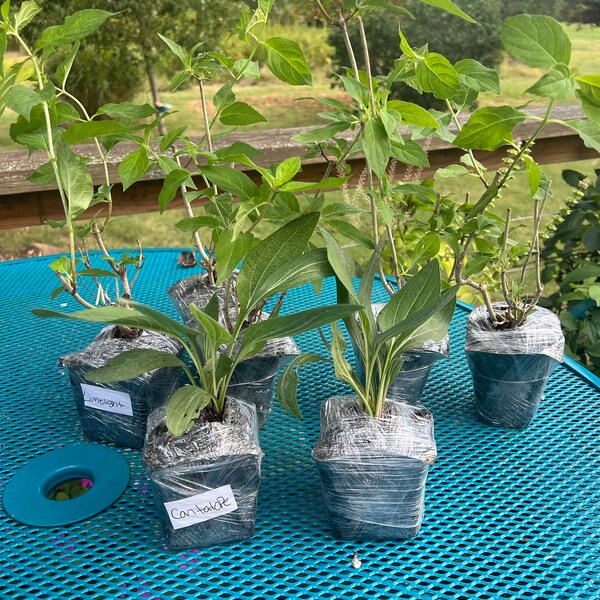 Cantaloupe Supreme Coneflower/ Echinacea in 3.5 Inch Pots (one Plant ...