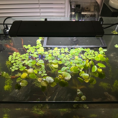 Floating Plant Package 1, Frogbit Dwarf Water Lettuce Water Spangles ...