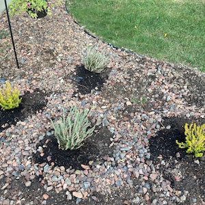 Calluna Silver Knight Heather - Etsy