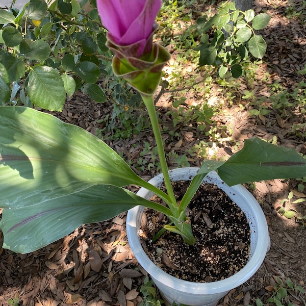 Large Bloom Purple CURCUMA COMOSA - US Seller - Etsy