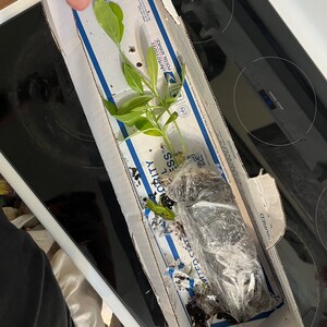 CALOTROPIS GIGANTEA Giant / Madar/ Milkweed Tree Plant Butterfly Garden ...