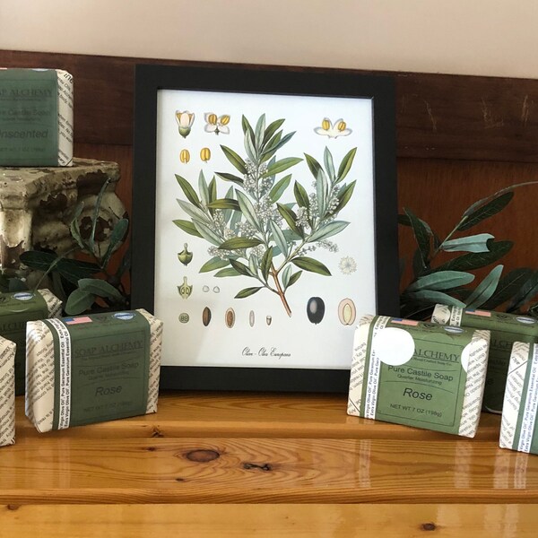 Olive Botanical Print, Olive Botanical Art Print, Olive Wall Art, Olive ...