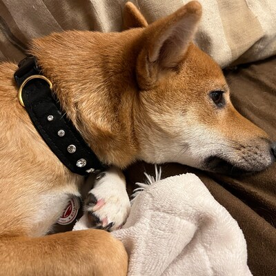 Pattern Leather Rifle Sling DIY Rifle Sling PDF Tutorial With Video ...