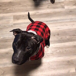 Adjustable Paracord Dog Harness Custom dog harness Walking | Etsy