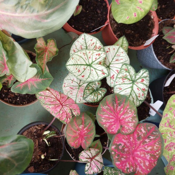 Caladium Bulb 'raspberry Moon' size 22bulbs Size 11 Bulb Larger 2024 ...