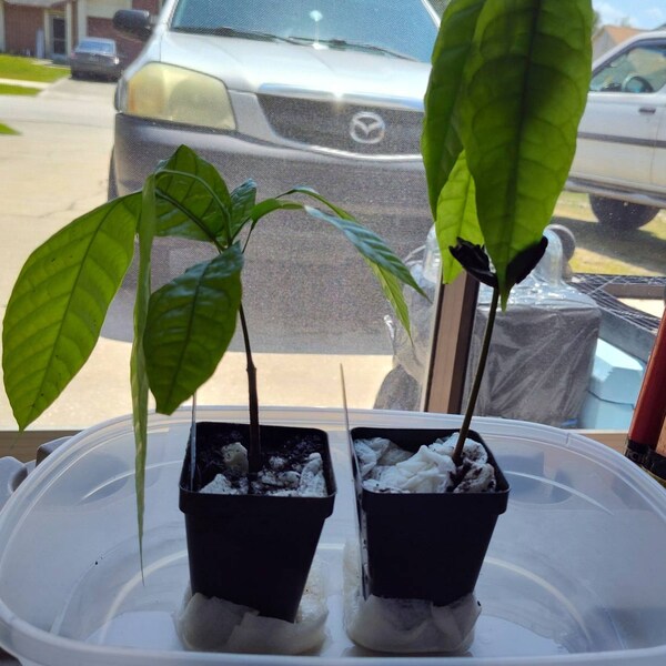 FORASTERO Theobroma Cacao Cocoa Chocolate Fruit Tropical Tree Potted ...