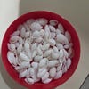 5 to 100 Pieces Clearance Sale Open Back Shells Real Ring Tops Cowrie ...