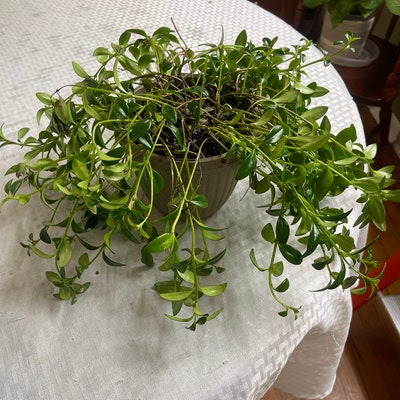 6 ZZ Plant, Zamioculcas Zamiifolia, Zee Zee Plant, Aroid Palm ...