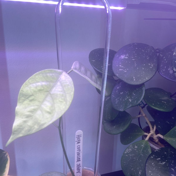 Arch Acrylic Houseplant Trellis With Tapered Connectors - Etsy