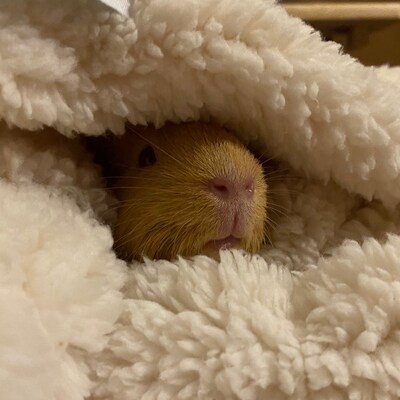 Luxury Small Pet Sling With Plush Faux Fur, Bunny Sling, Pet Travel ...