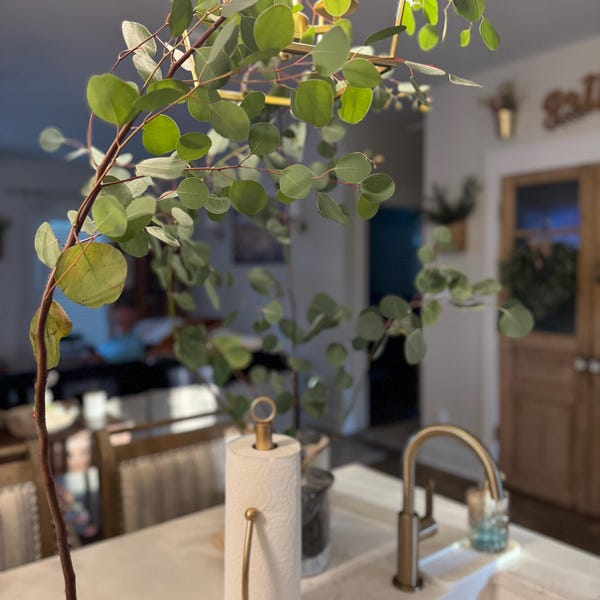 Live Texas Privet/ Ligustrum Japonicum Texanum Come With a One-gallon ...