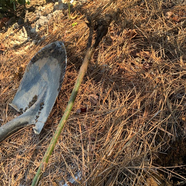 Sycamore Tree Sapling, Sycamore Tree, Sycamore Plant, Live Plant ...