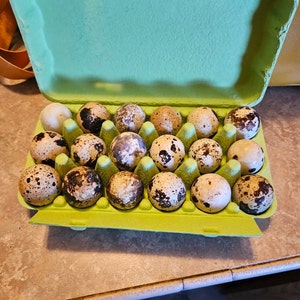 100 Vintage Chicken Egg Cartons - Etsy