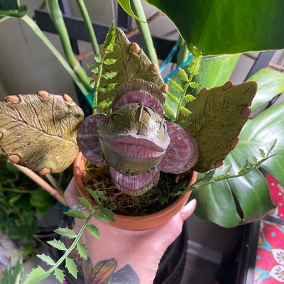 Audrey 2 II little Shop of Horrors - Etsy