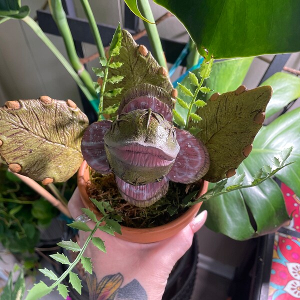 Baby Audrey 2 - Etsy