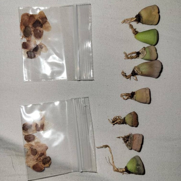 5 Seeds Rare Live Dioscorea Elephantipes / 'elephant's Foot' Cactus ...