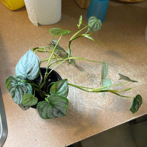 Scindapsus Silver Anne - Satin Pothos - Live Plant in 4" Pot - Etsy