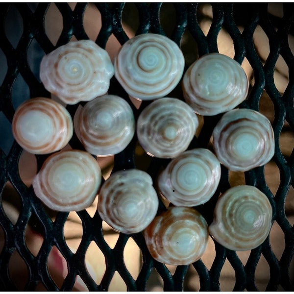 Large Hawaiian Cone Shells Abbreviated Cone Golden Yellow Cat Cone ...