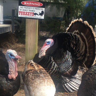 Funny Turkey Sign, Funny Warning Sign for Turkeys, Turkey Farmer Gift ...