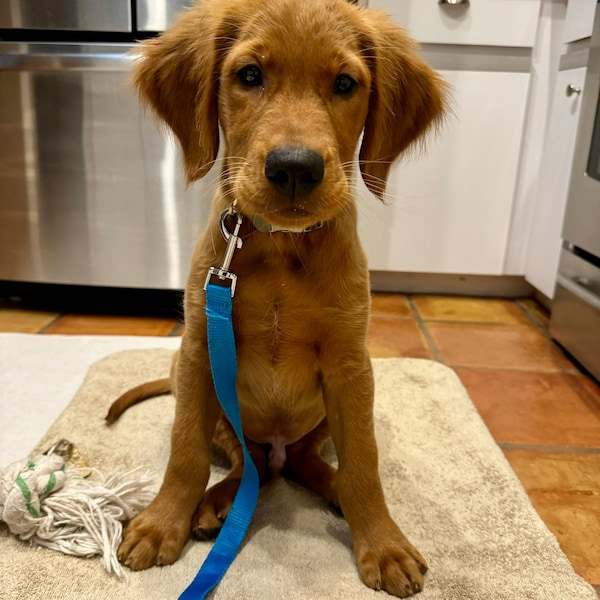 Star Trek Picard Number 1 Pet Tag - Etsy