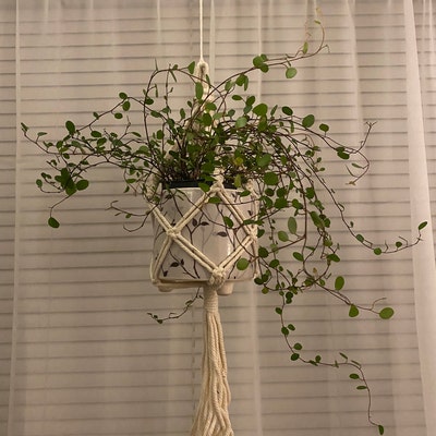 Angel Vine wire Vine Plant - Etsy