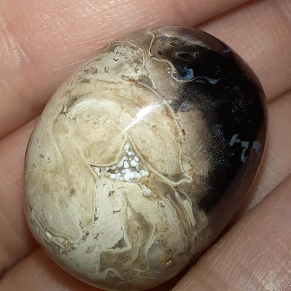 Palm Root Fossil Tumbled Stone - Etsy