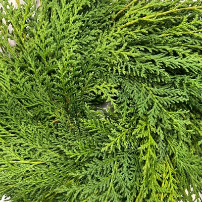 FRESH Cypress Garland Fresh Fall and Christmas Garland - Etsy