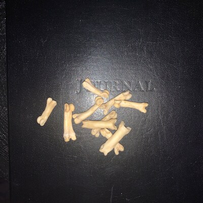 10 Coyote Toe/foot Bone Metatarsals Bones Craft Supplies Hairpipe Bone ...