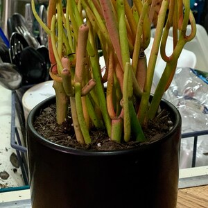 2 Cuttings Senecio Barbertonicus Lemon Bean Bush Succulent - Etsy