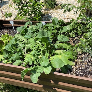 15 Heirloom Chinese Redbud Tree Seeds. USA Beautiful Pink - Etsy