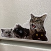 Raining Cats 12x20 Print, Internet Cats, Smudge, Lil Bub, Grumpy Cat ...