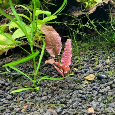 4 Micro Bucephalandra Plants Live Aquarium Plants Free S/h - Etsy