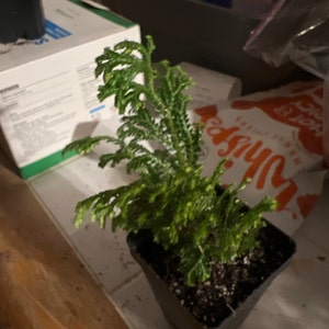 Begonia monica | Etsy