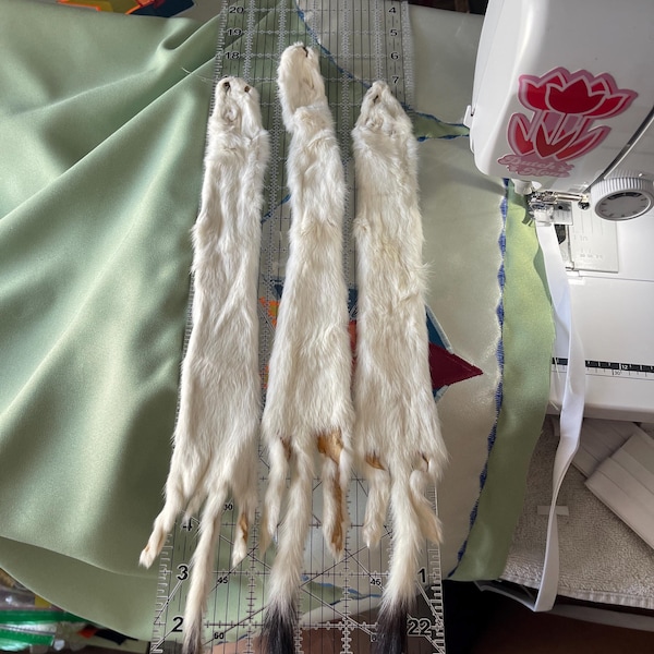 Weasel, Winter White - Etsy.de