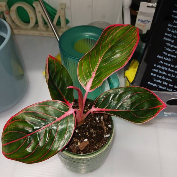 Thai Constellation 3 Gallon Pot - Etsy