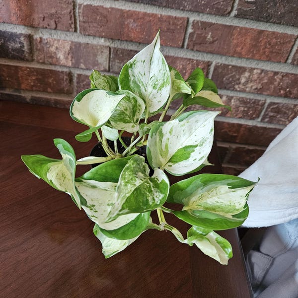 Starter Plant Thanksgiving/ Holiday Cactus "limelight Dancer" in a 3 ...