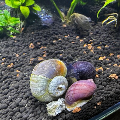 Snail Snacks 8oz, Food Pellets, Mystery Snail, Ramshorn Snail, MTS ...