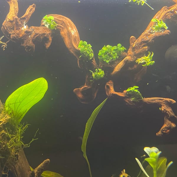 Driftwood Ledge for Aquarium. Large 8-12 Inches, Ships for Free - Etsy