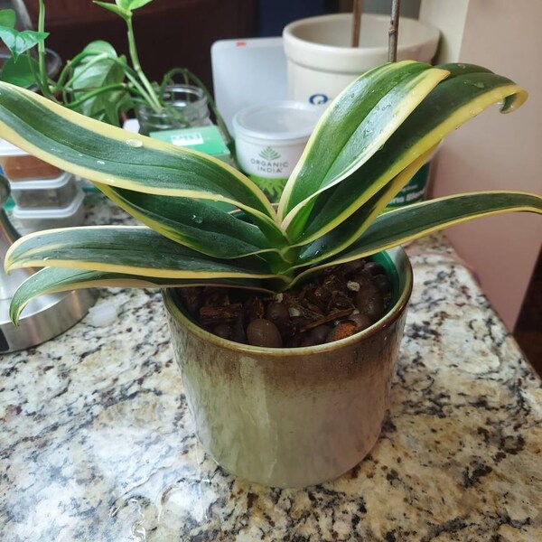 Awarded "cotton Candy" Phal. Cheng-de Beauty 'sakura' AM/AOS , Handsome Plant in 4" Pot With 25 ...