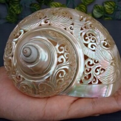 Carved Pearl Nautilus Shell Dragon Carving,real and Natural Nautilus ...