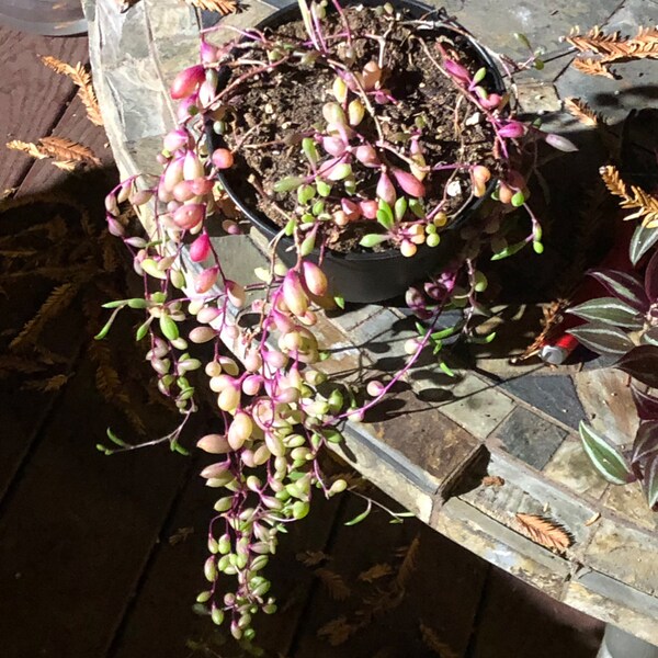 Variegated String of Hearts, Ceropegia Woodii Hanging Succulent, Live ...