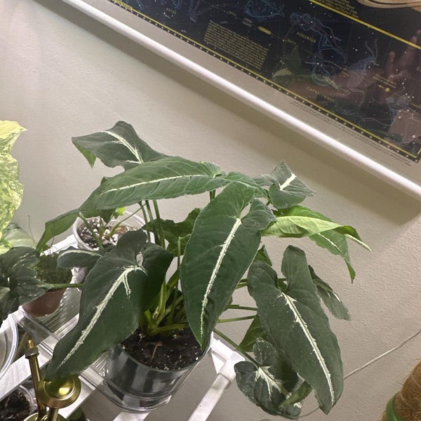 4 African Violet cabbage Patch - Etsy