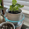 Chester Fern Starter Plant ALL STARTER PLANTS Require You to Purchase 2 ...