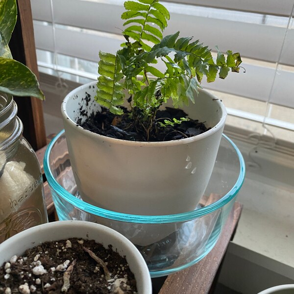 Chester Fern Starter Plant (ALL STARTER PLANTS Require You to Purchase ...