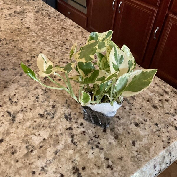 Variegated Snow Queen Pothos in 4" Pot - Epipremnum Aureum 'snow Queen ...