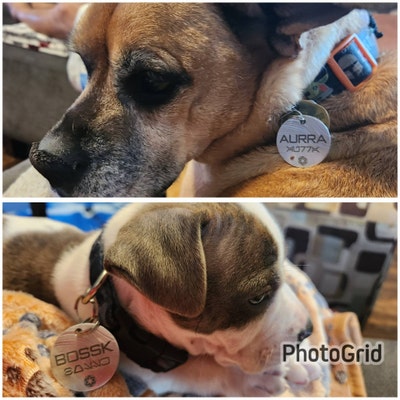 Personalized LED Dog Tag Light up Dog Tag Color Changing - Etsy