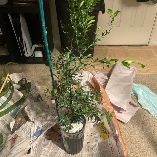 Finger Lime Tree , 1/2 Gallon Pot - Microcitrus Australasica in 1/2 Gal ...