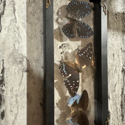 RANDOM Butterfly in a 3D Floating Frame Displaying Full Wing Beauty ...